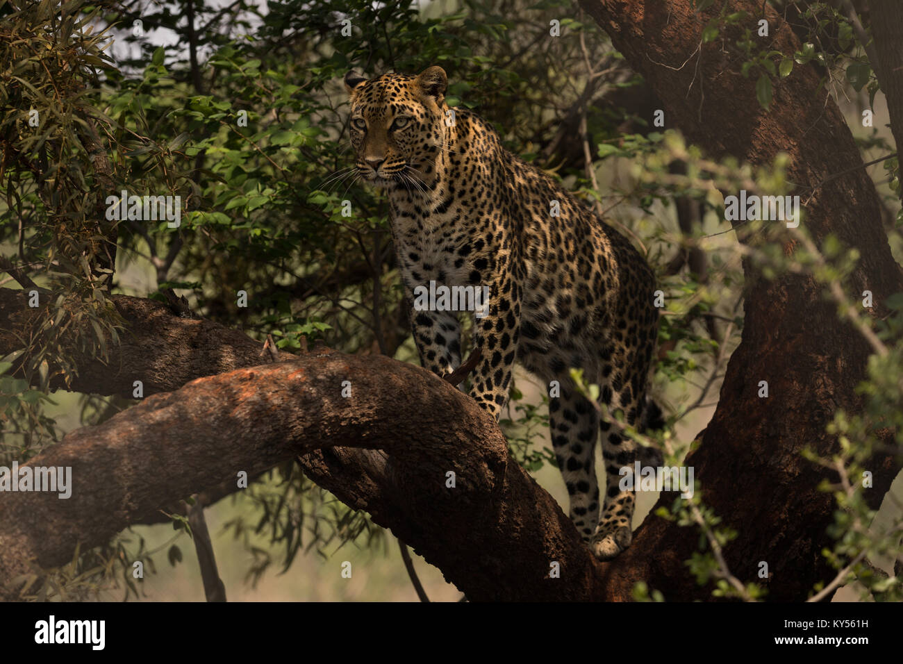 Walking branch hi-res stock photography and images - Alamy