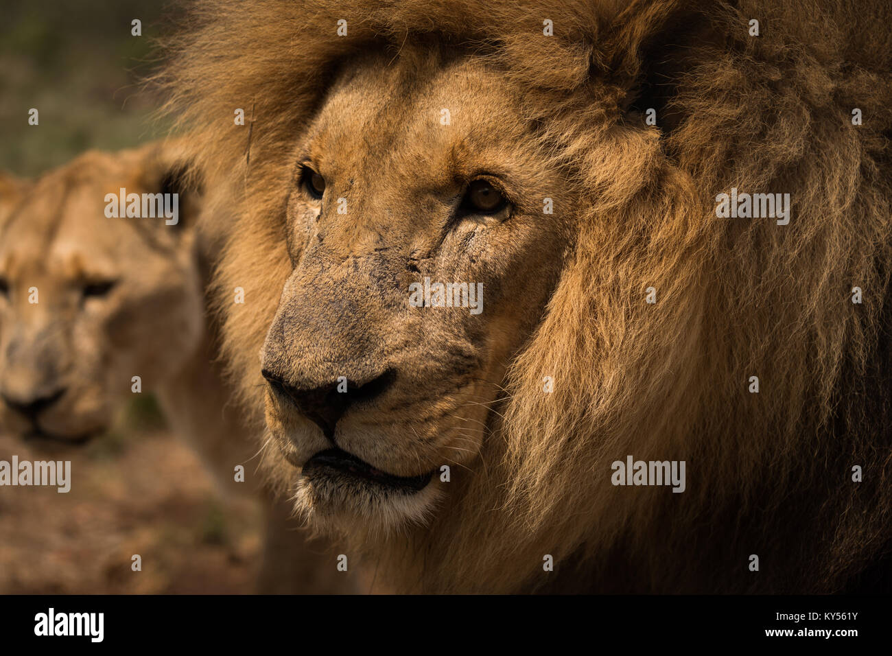 Lion and lioness gazing at safari park Stock Photo - Alamy