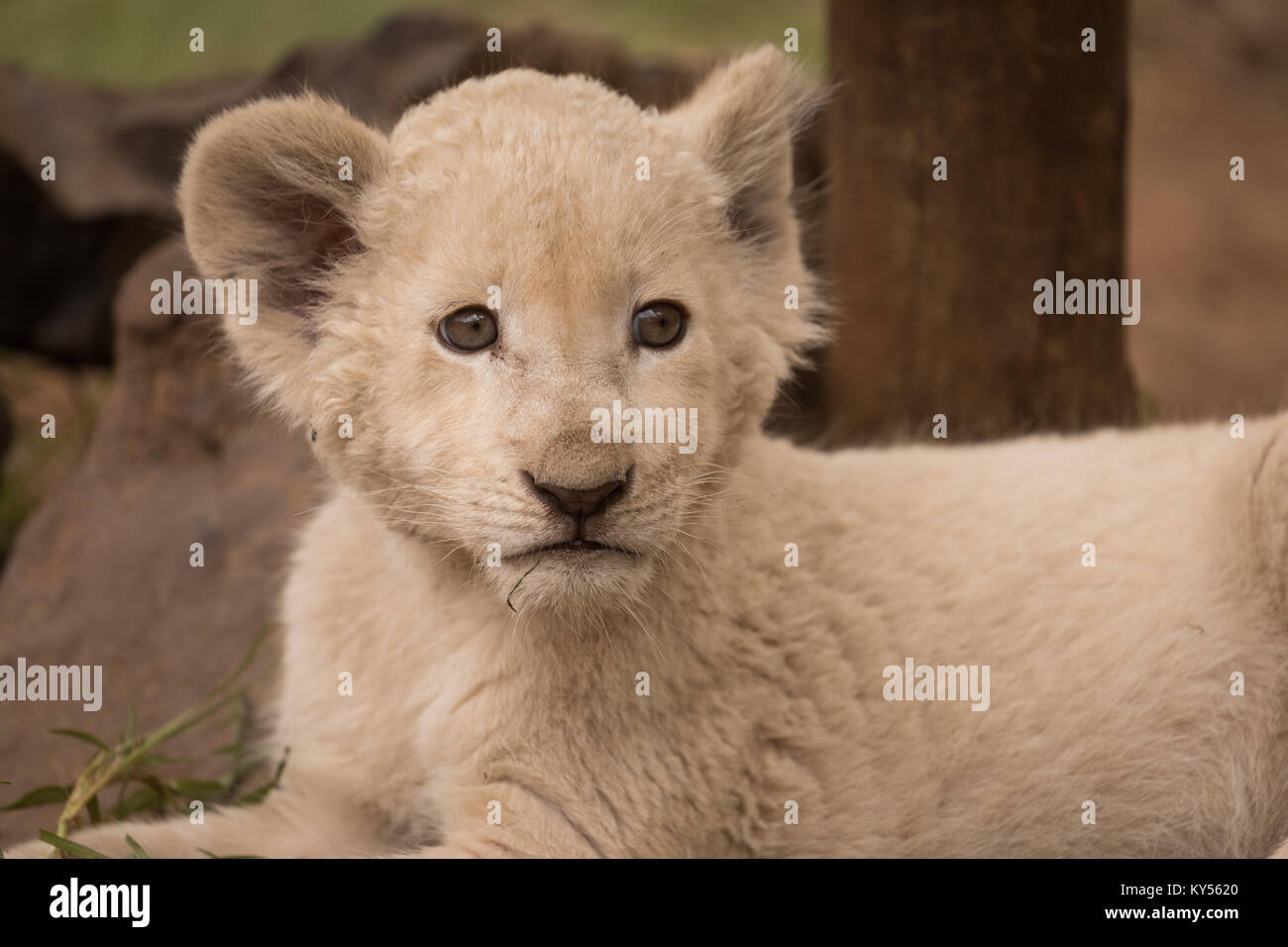 Lioness With Cub Base