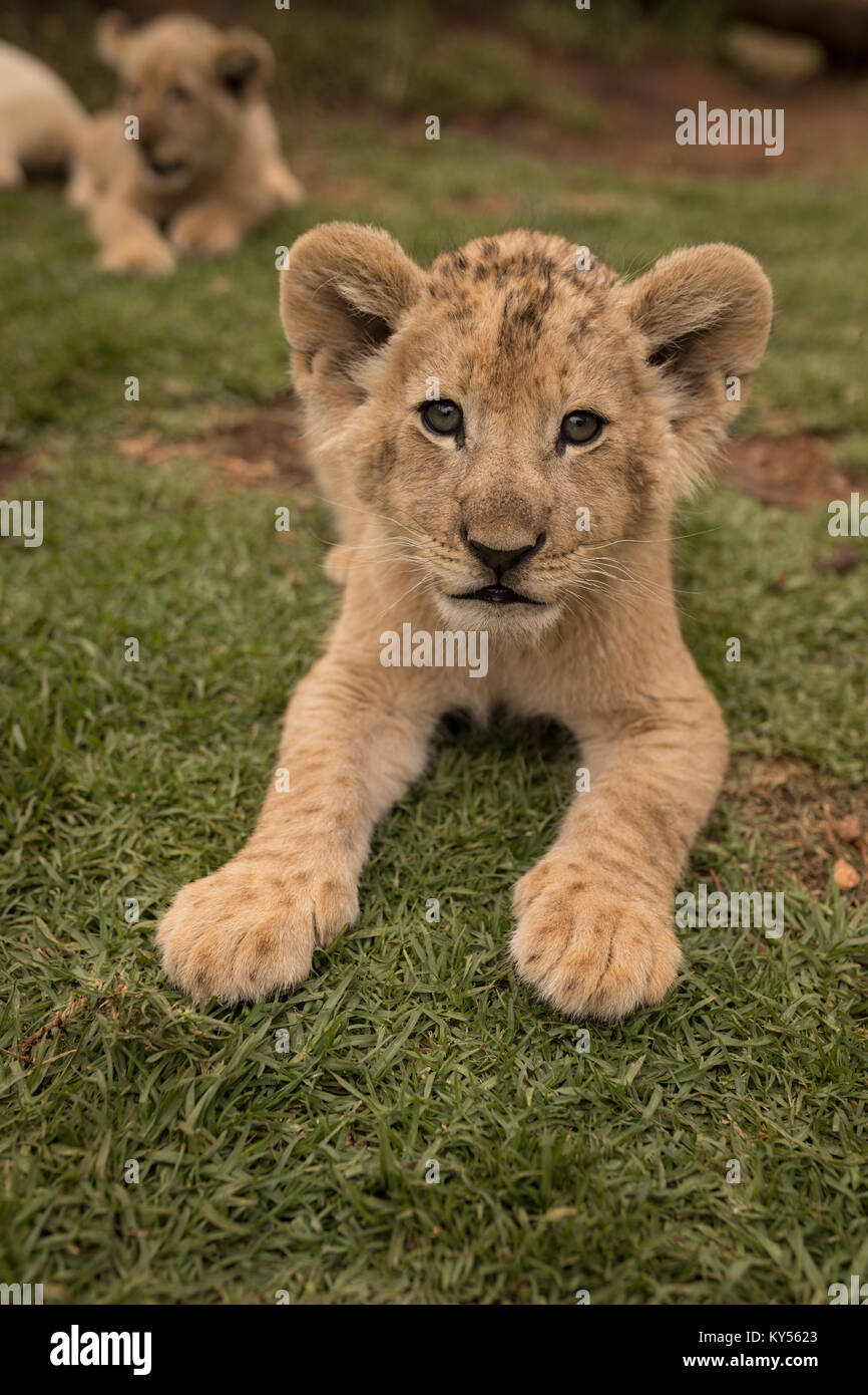 Lion cubs relaxing on grass Stock Photo - Alamy