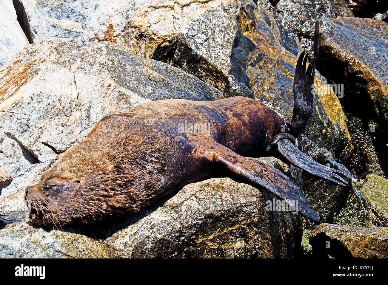 Oil Spills Cute Animals