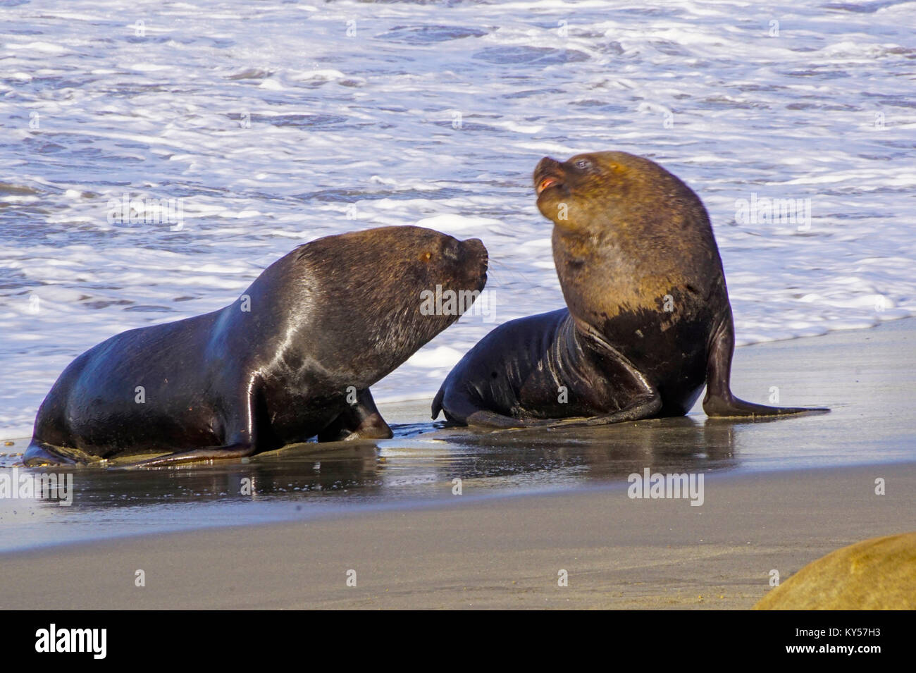 Lions on beach hi-res stock photography and images - Alamy