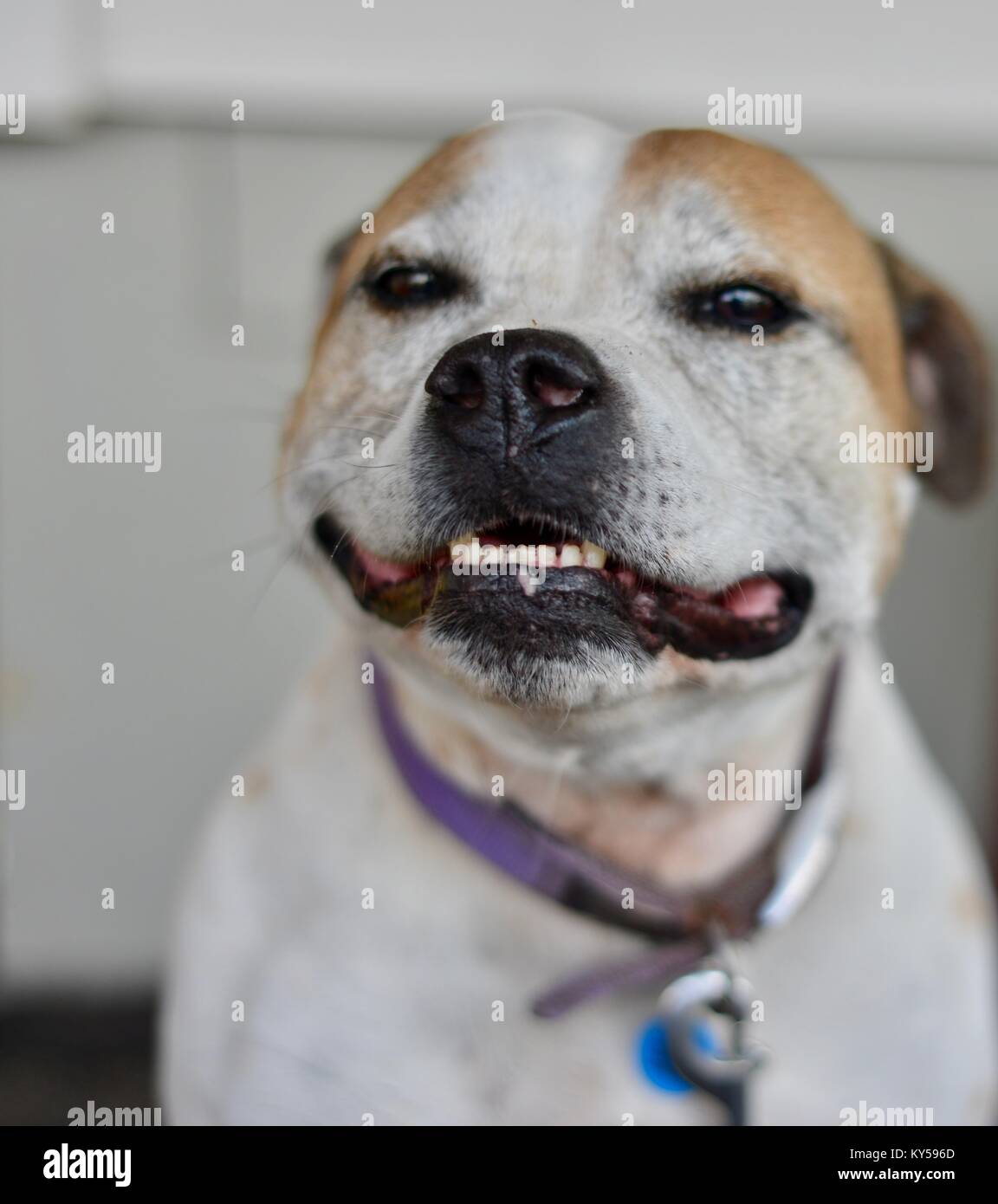 Mans best friend, a random dog posing for its portrait, Maleny ...