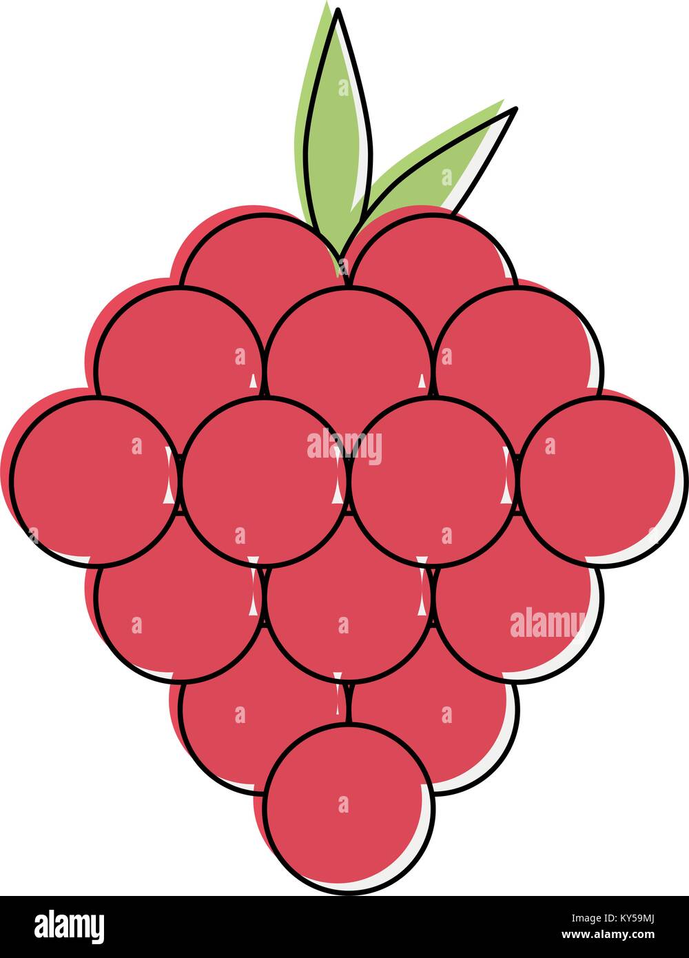 Raspberry fruit isolated Stock Vector Image & Art - Alamy