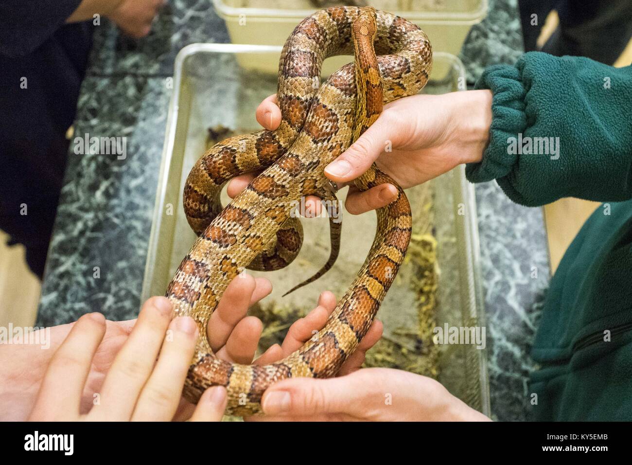 Polish snake hi-res stock photography and images - Alamy