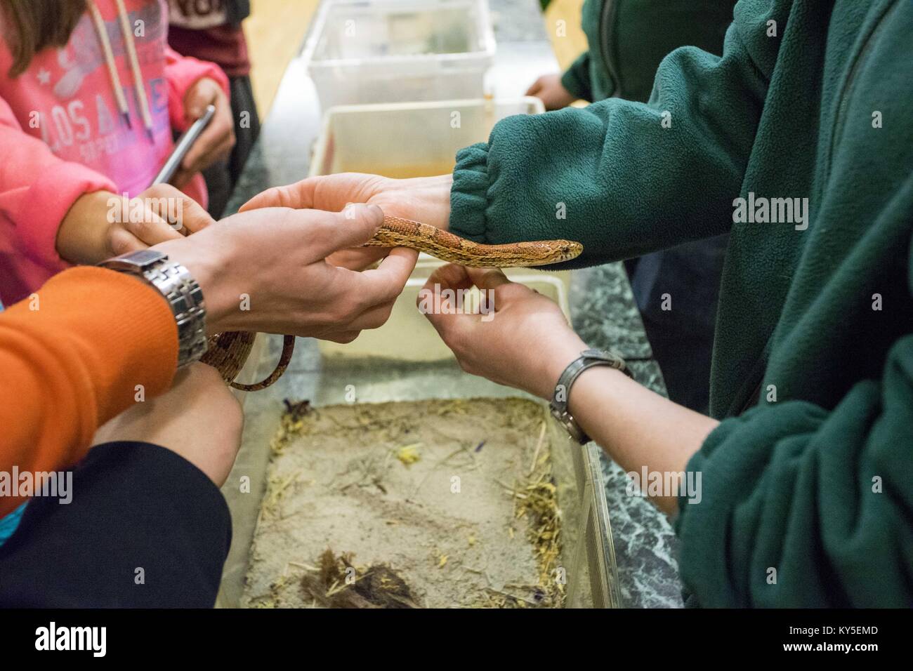 Polish snake hi-res stock photography and images - Alamy