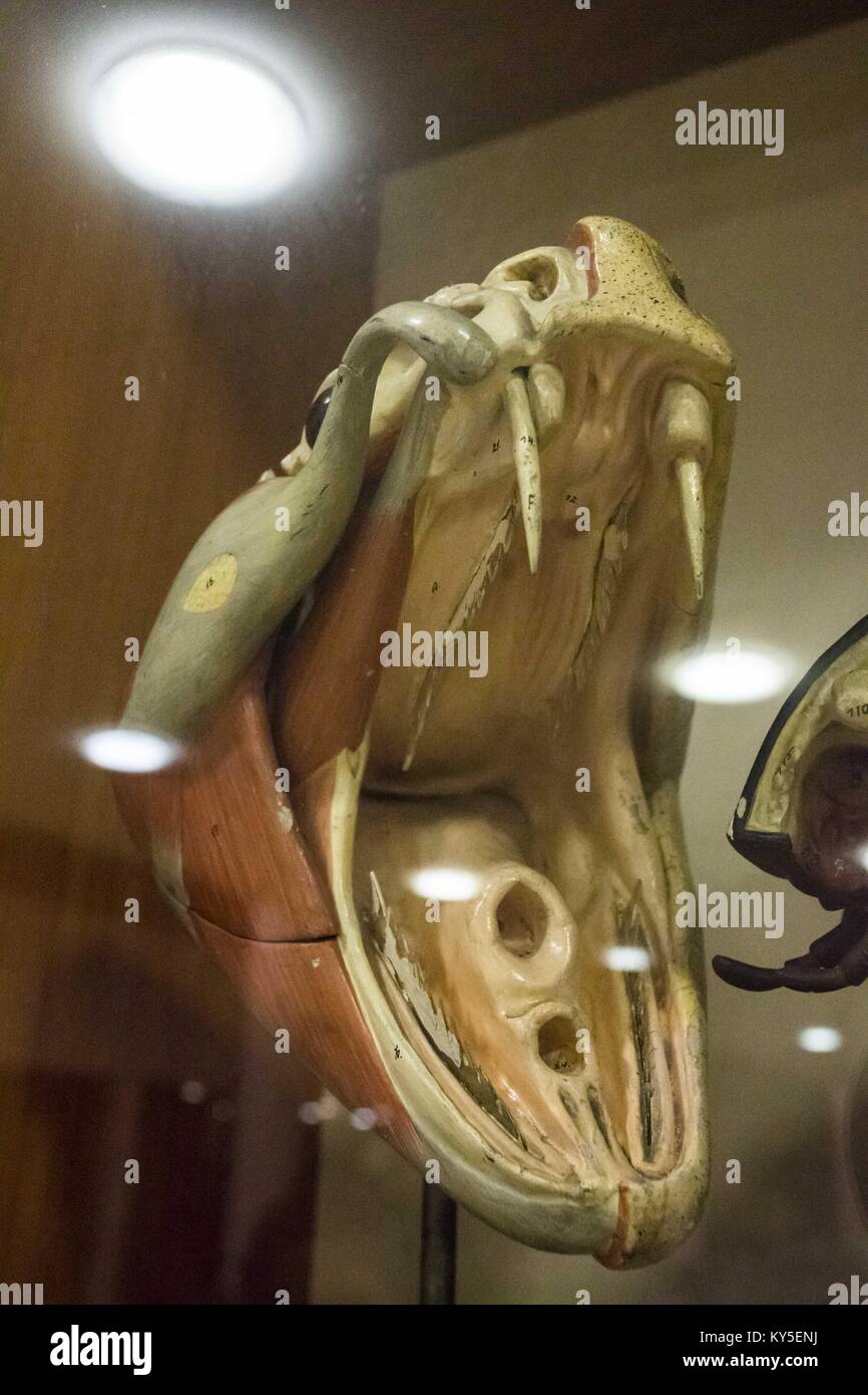 Venomous snake head anatomy hi-res stock photography and images - Alamy