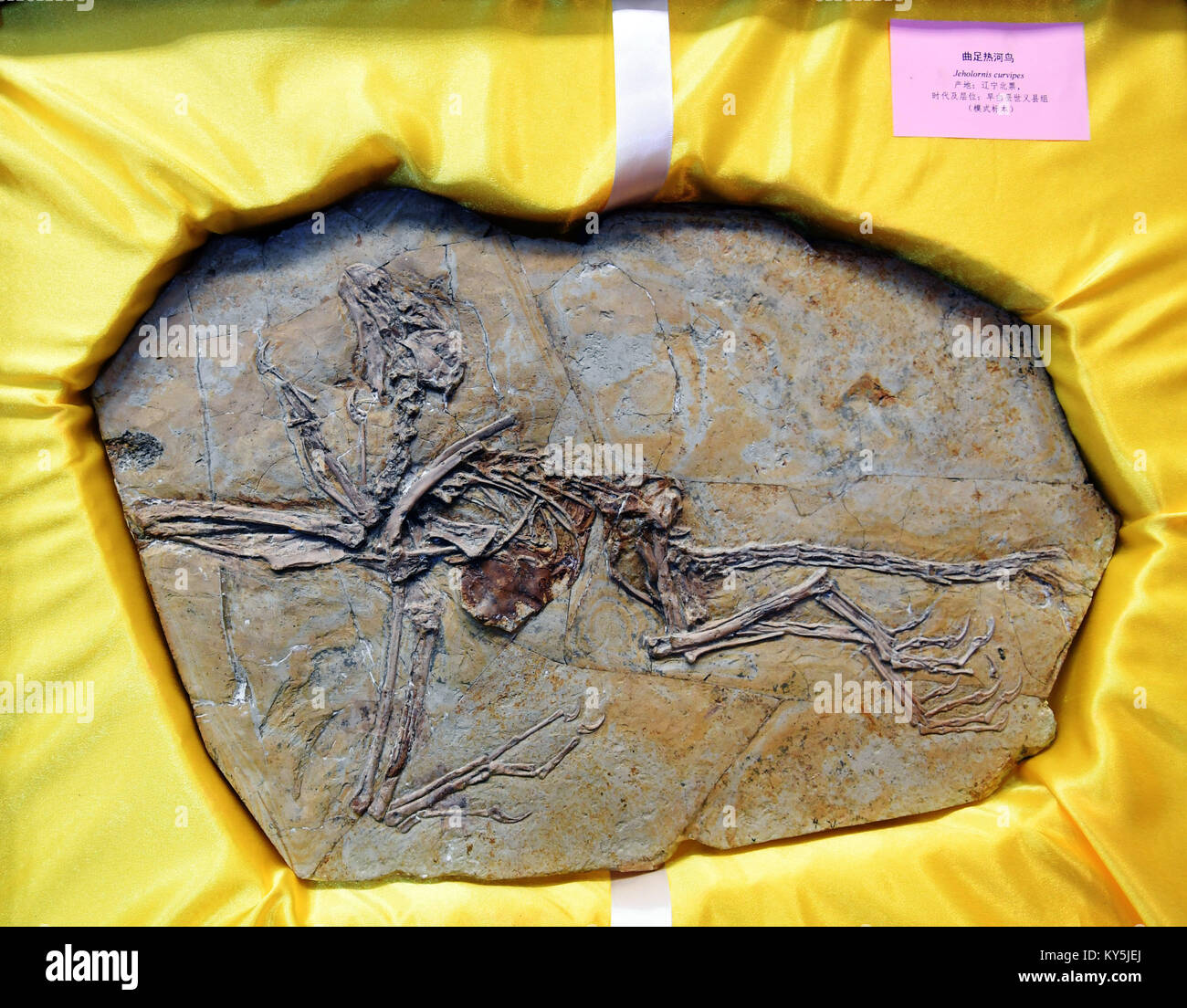 Liaoning fossil hi-res stock photography and images - Alamy