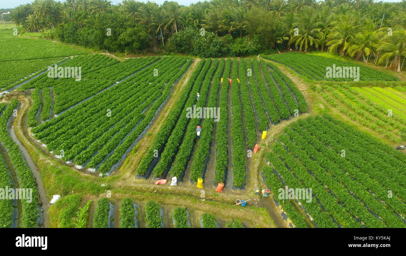 Qionghai, China's Hainan Province. 13th Jan, 2018. Farmers harvest ...