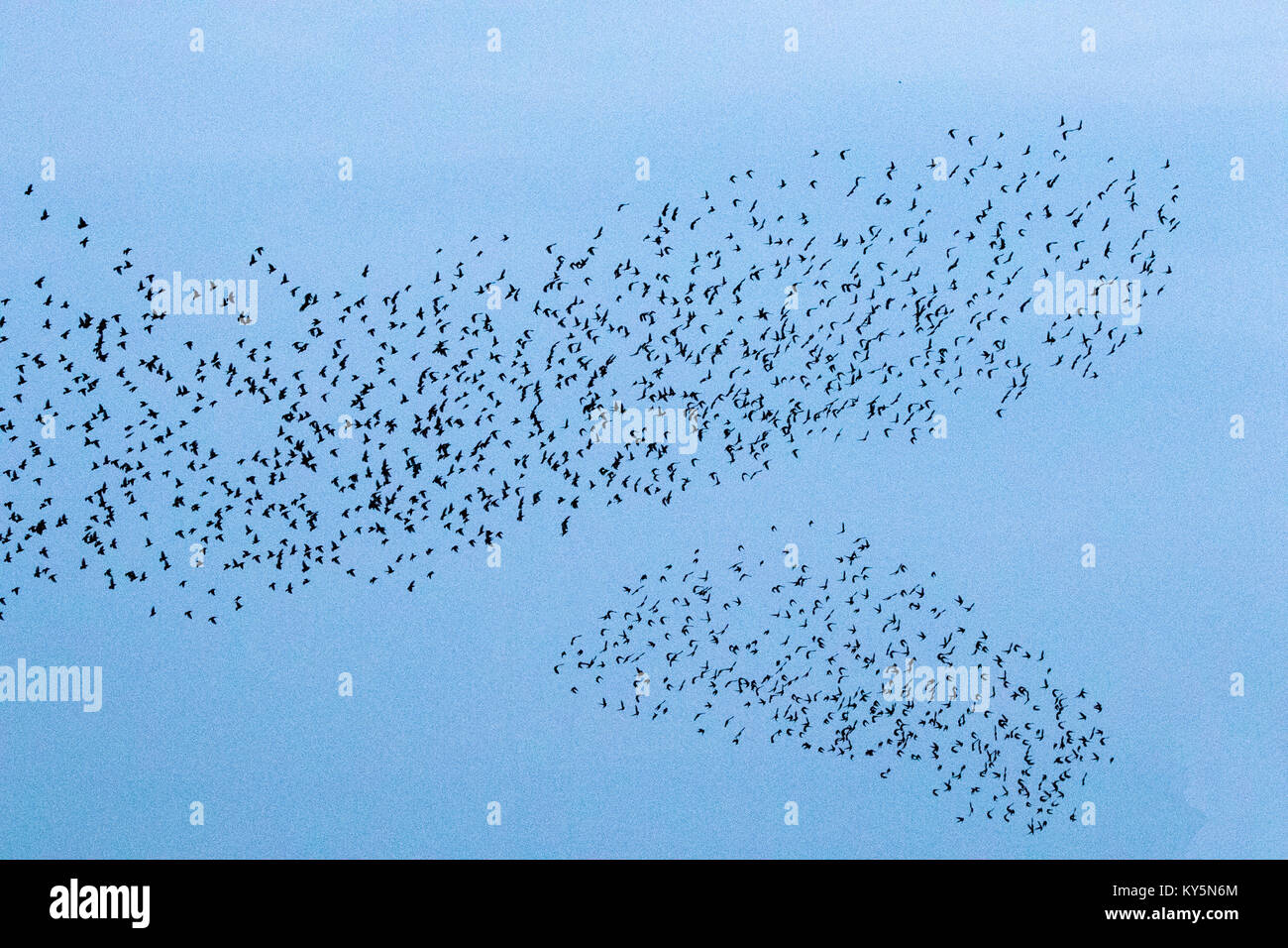 flock fly animal starling flight swarm bird dusk murmuration blackpool ...