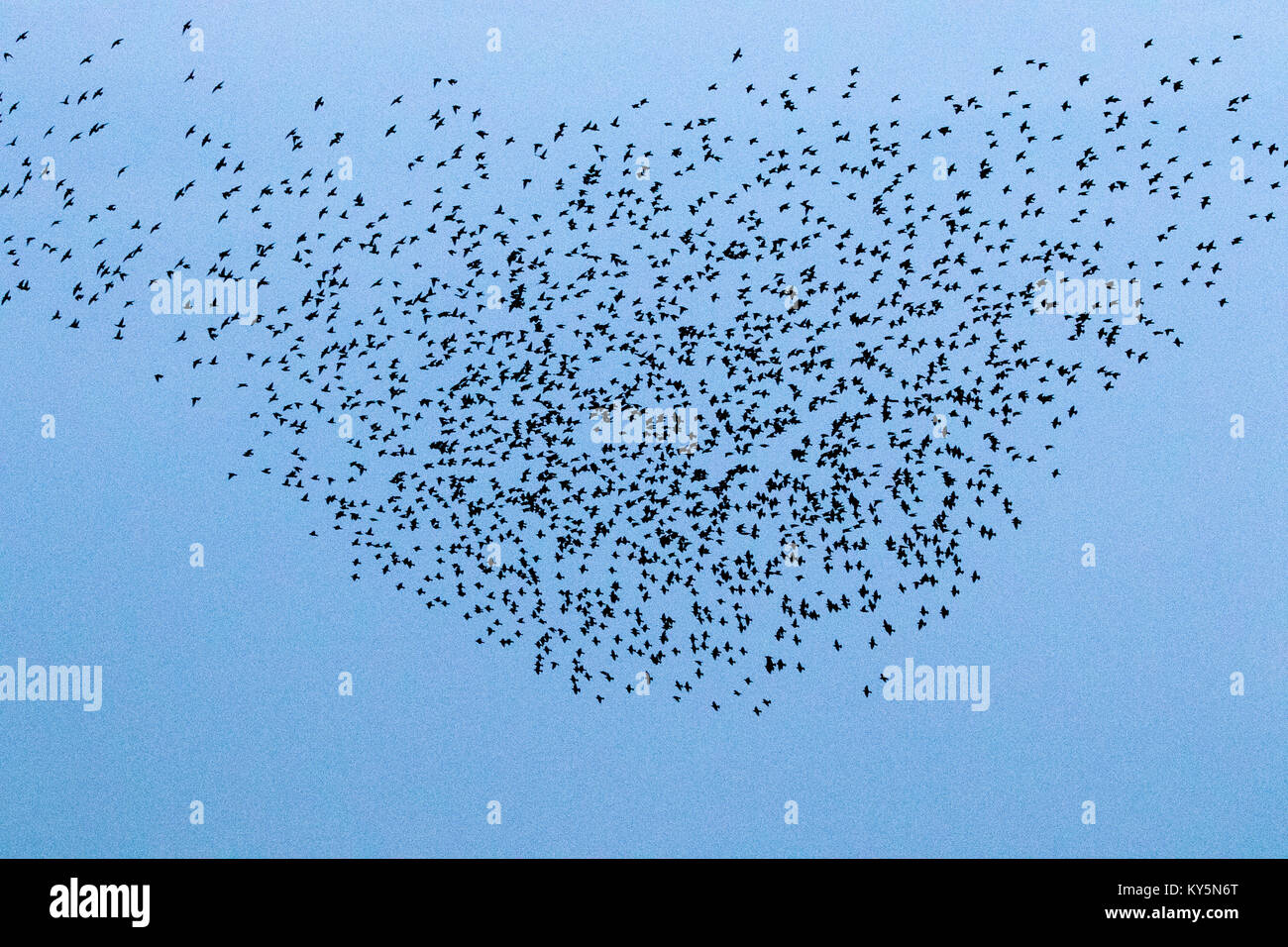 flock fly animal starling flight swarm bird dusk murmuration blackpool ...