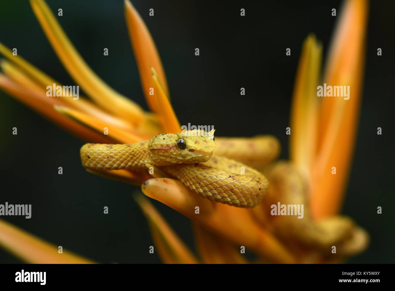 Yellow Eyelash Pit Viper snake (Bothriechis schlegelii) from Costa Rica ...