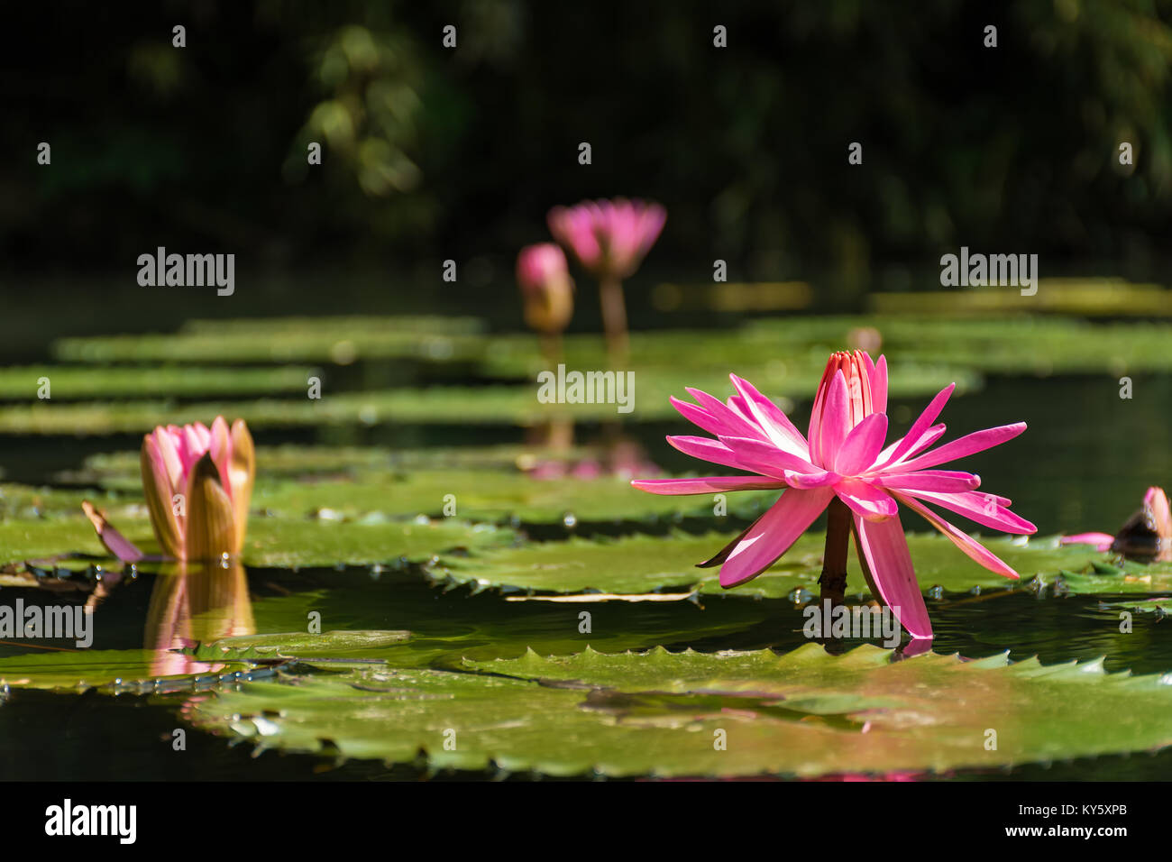 Victoria regia lily hi-res stock photography and images - Alamy