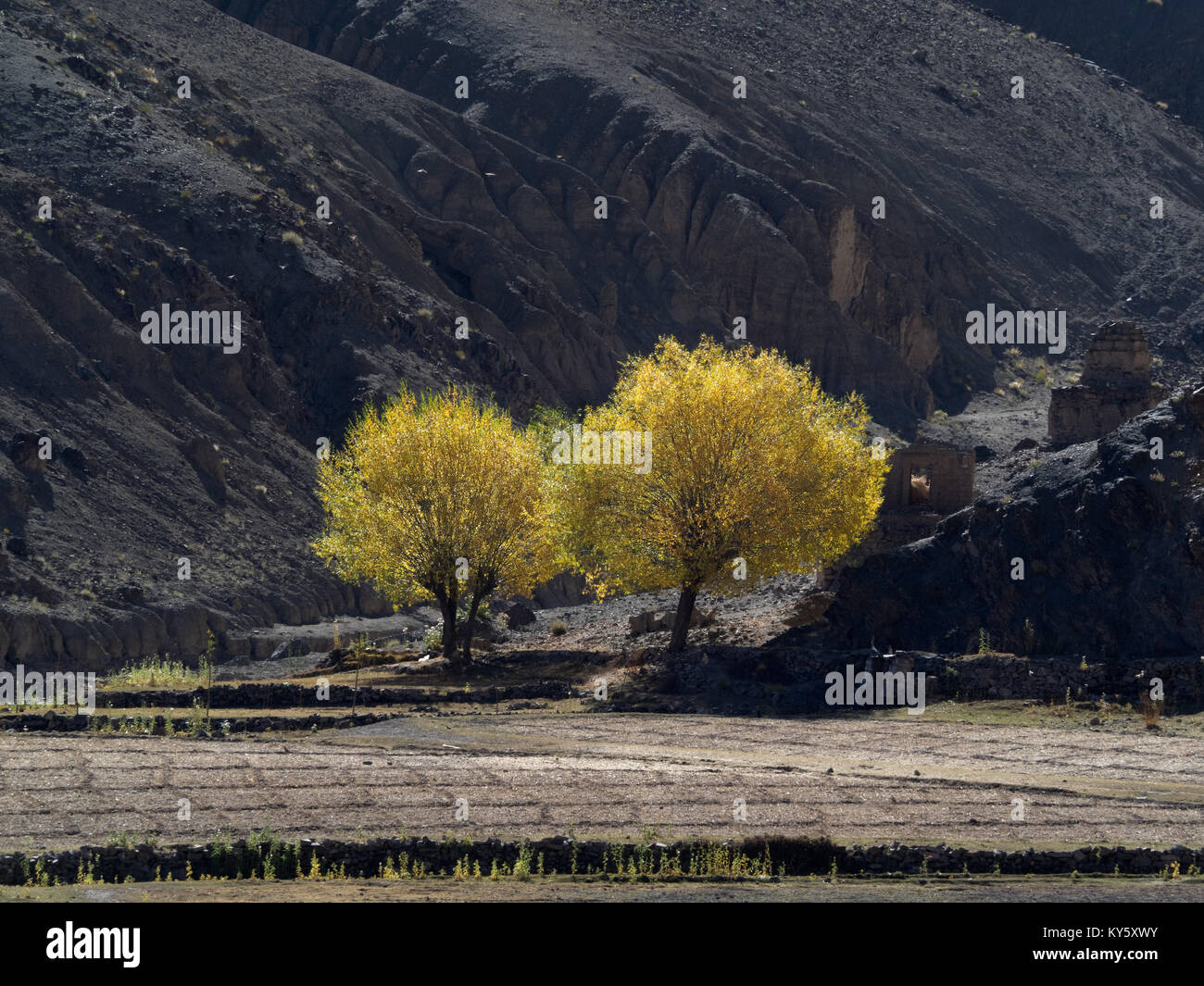Two bright yellow trees round shape of a crown with black trunks on a ...