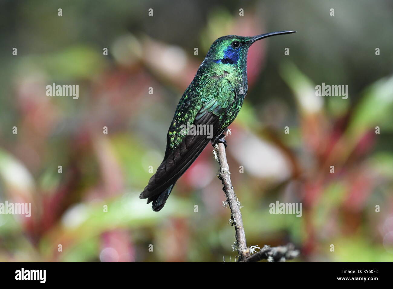 Green violet-ear hummingbird (Colibri thalassinus) in Costa Rica Stock ...