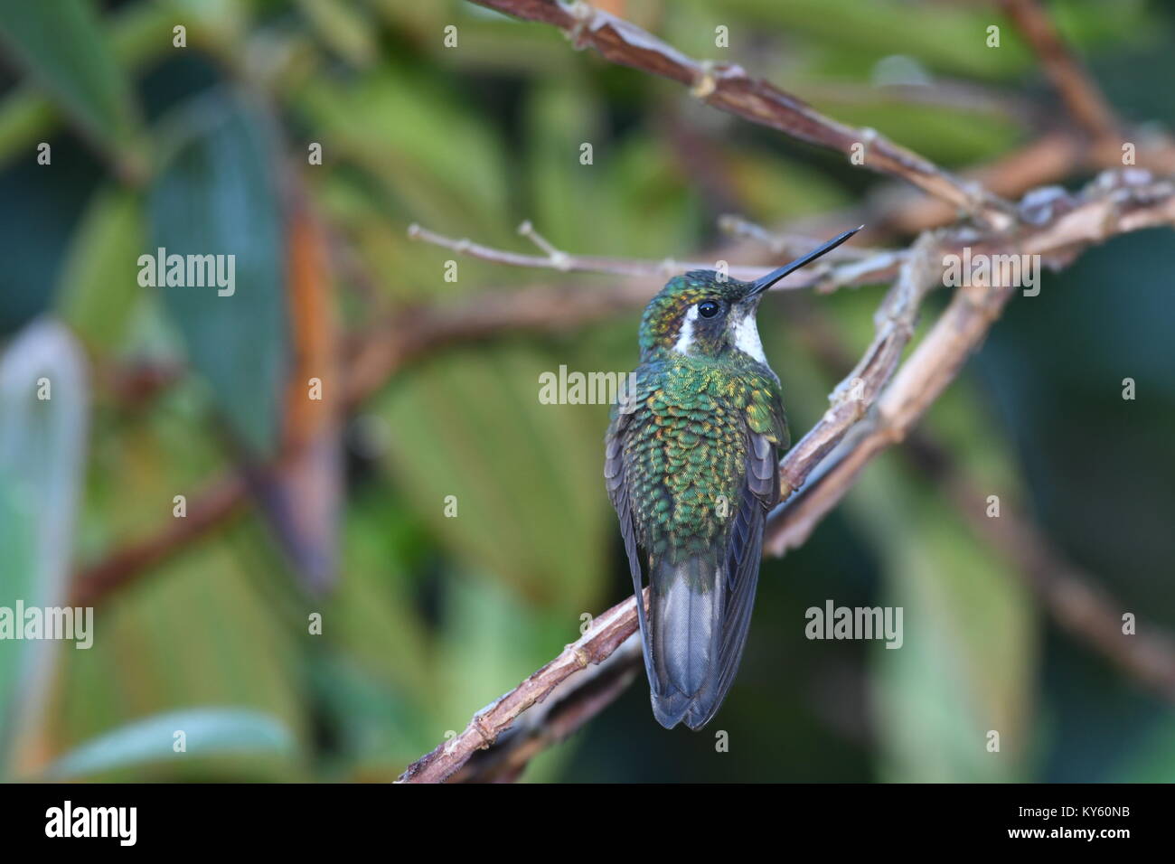 Grey Tailed Mountain Gem Hummingbird High Resolution Stock Photography ...