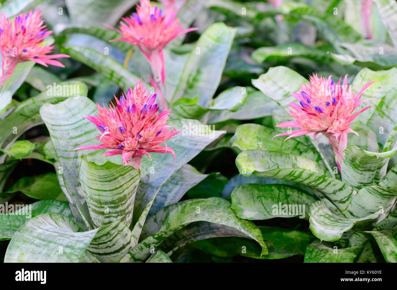 Pink Bromeliad flower or Aechmea fasciata in garden, Ornamental plants ...