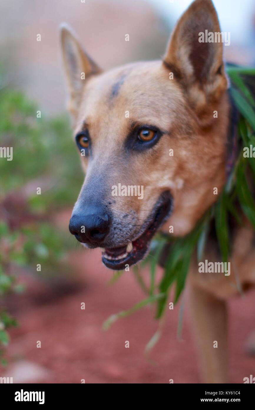 Smiling german shepherd hi-res stock photography and images - Alamy