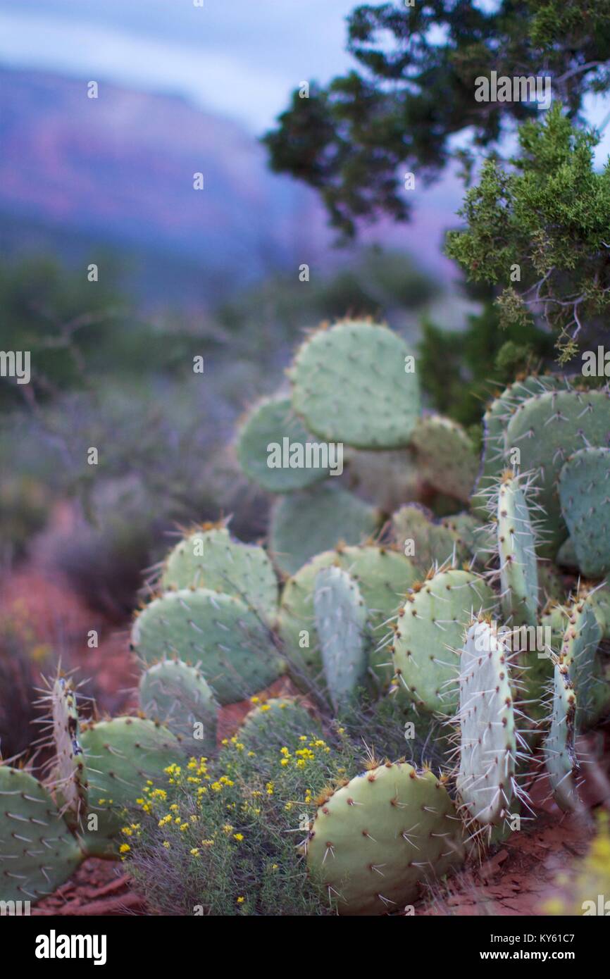Az desert hi-res stock photography and images - Alamy