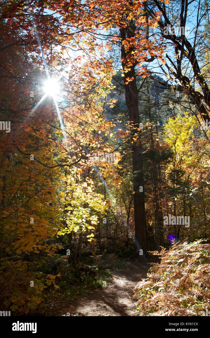 Fall foliage in Oak Creek Canyon Stock Photo - Alamy
