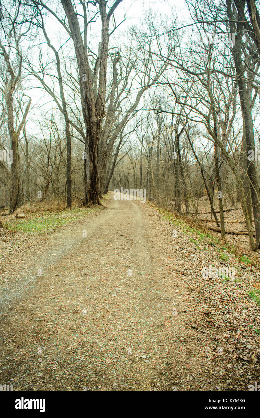 A walking and bike path through the forest Stock Photo - Alamy