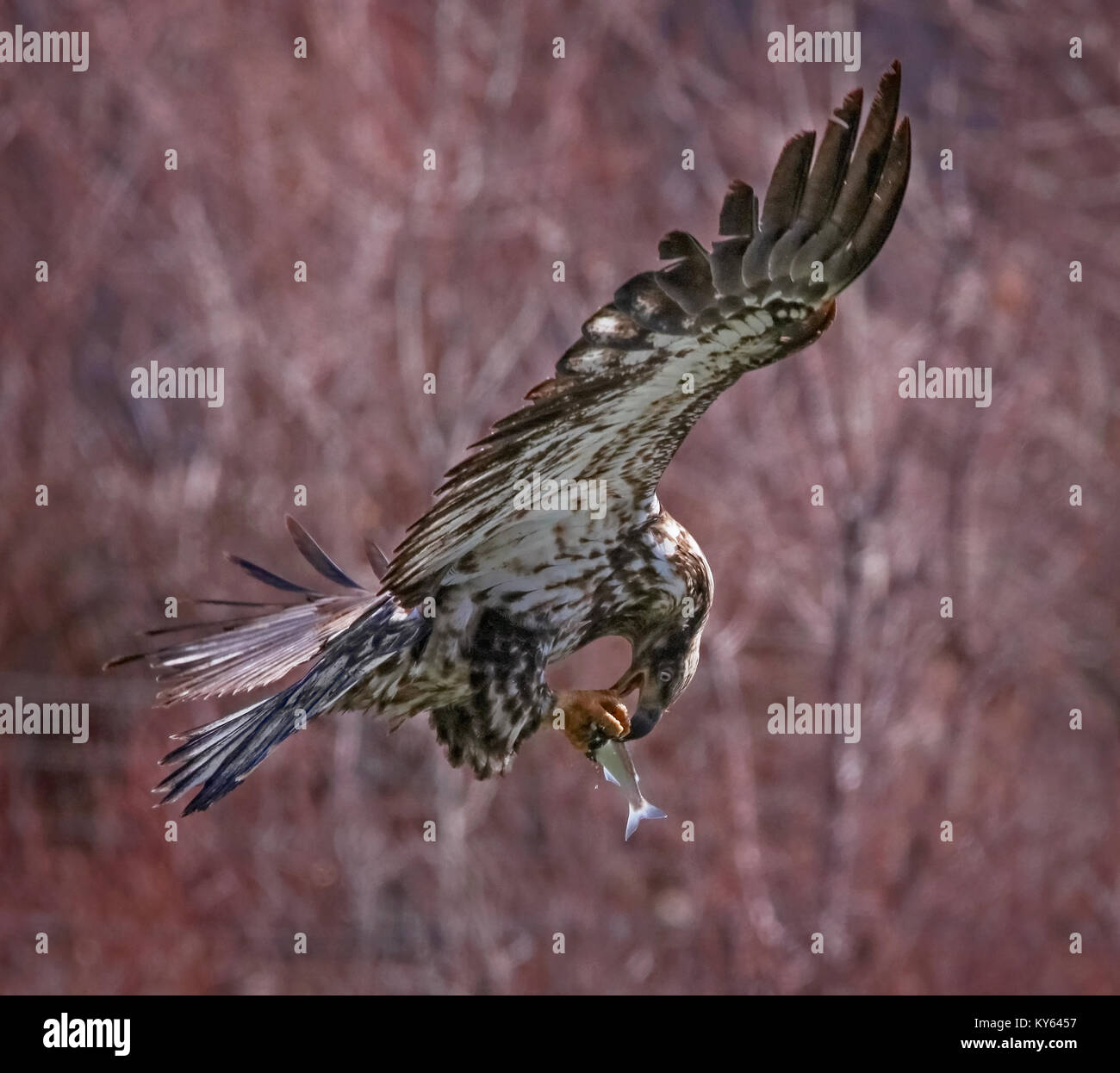 an eagle searching for food Stock Photo - Alamy