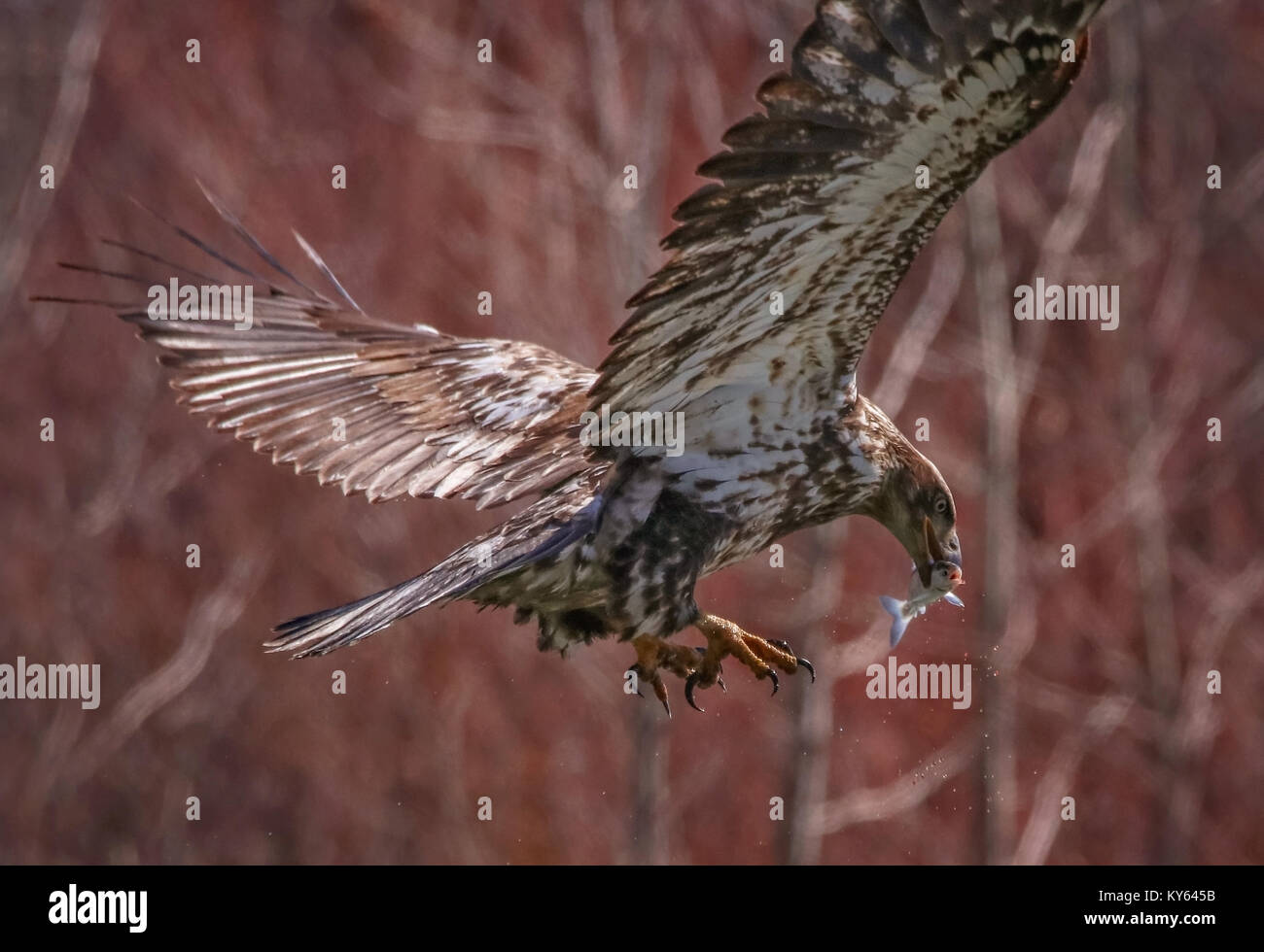 an eagle searching for food Stock Photo - Alamy