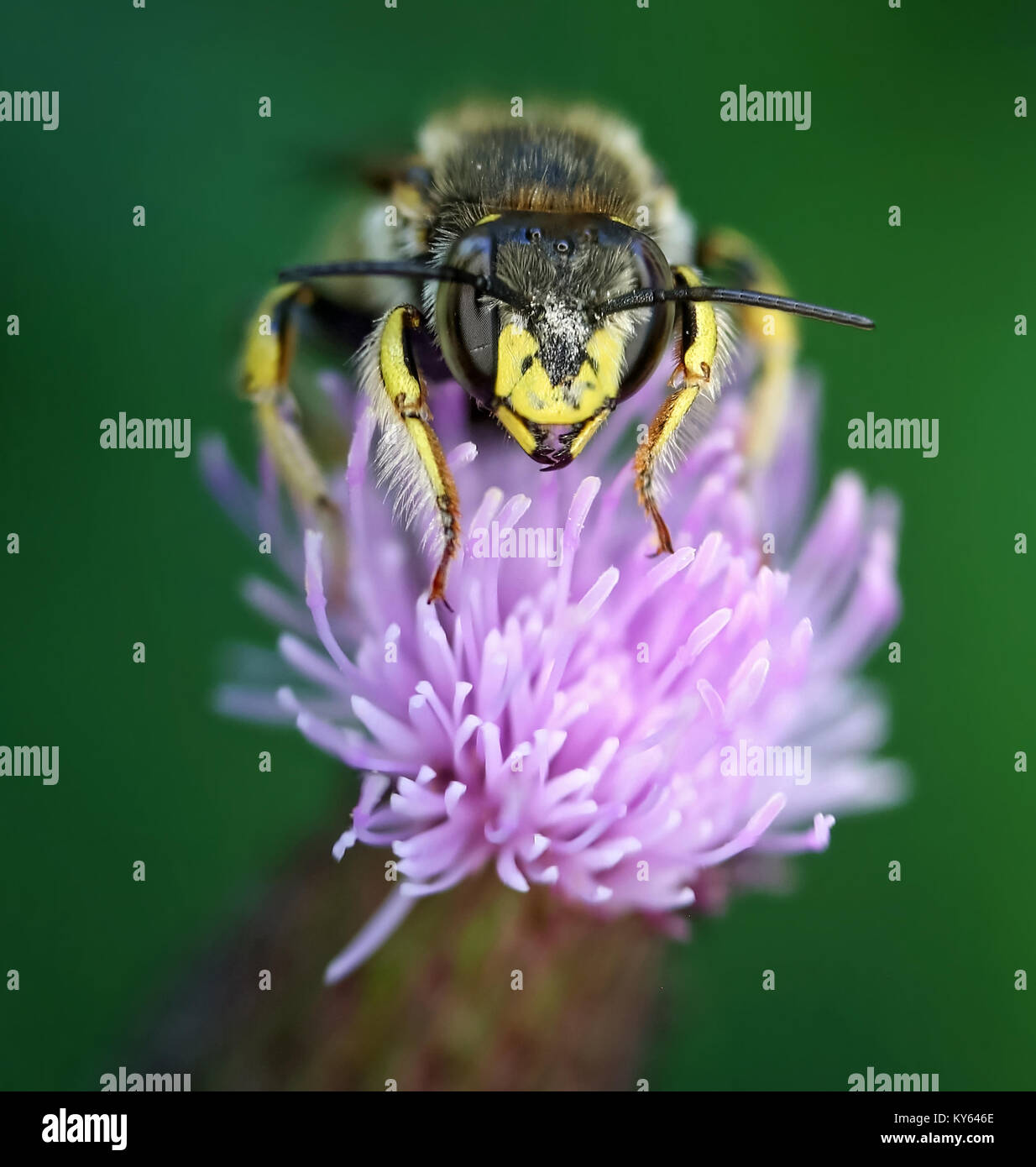 beautiful and colorful bee in a natural setting environment looking for ...