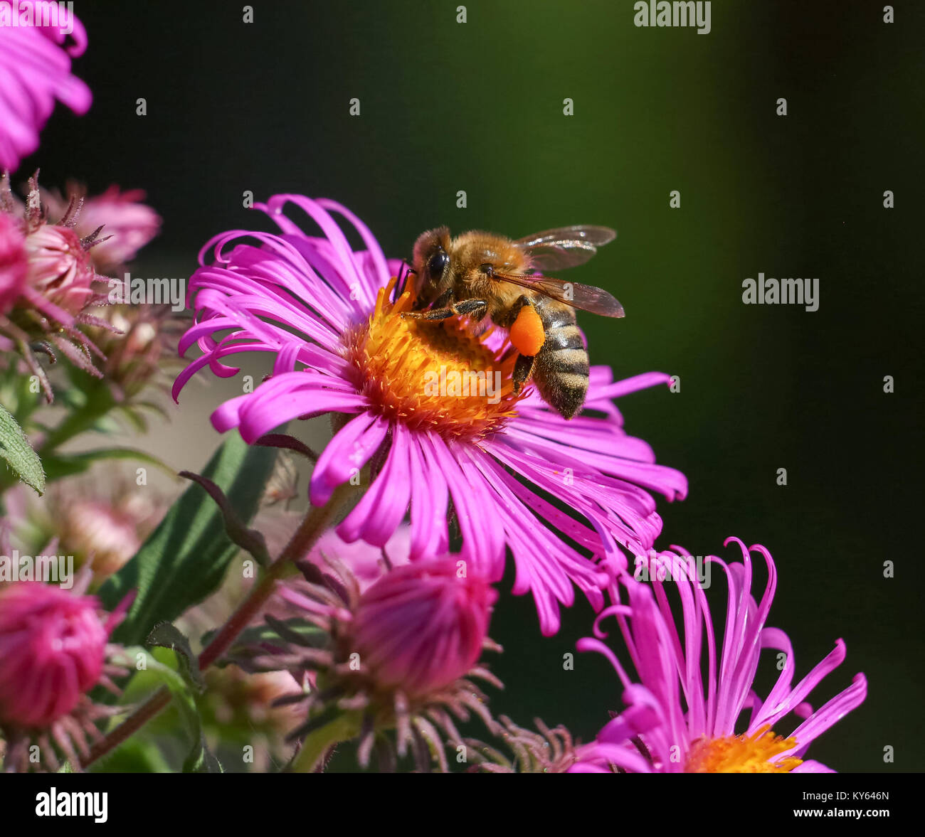 beautiful and colorful bee in a natural setting environment looking for ...