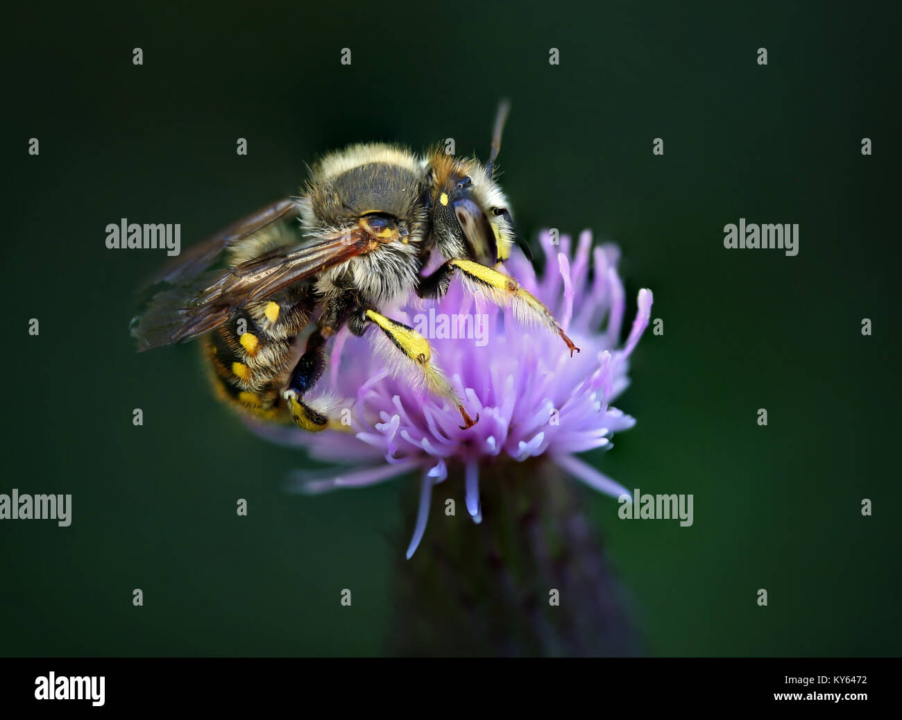 beautiful and colorful bee in a natural setting environment looking for ...