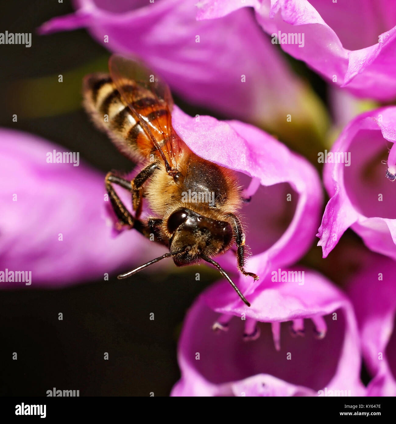 beautiful and colorful bee in a natural setting environment looking for ...