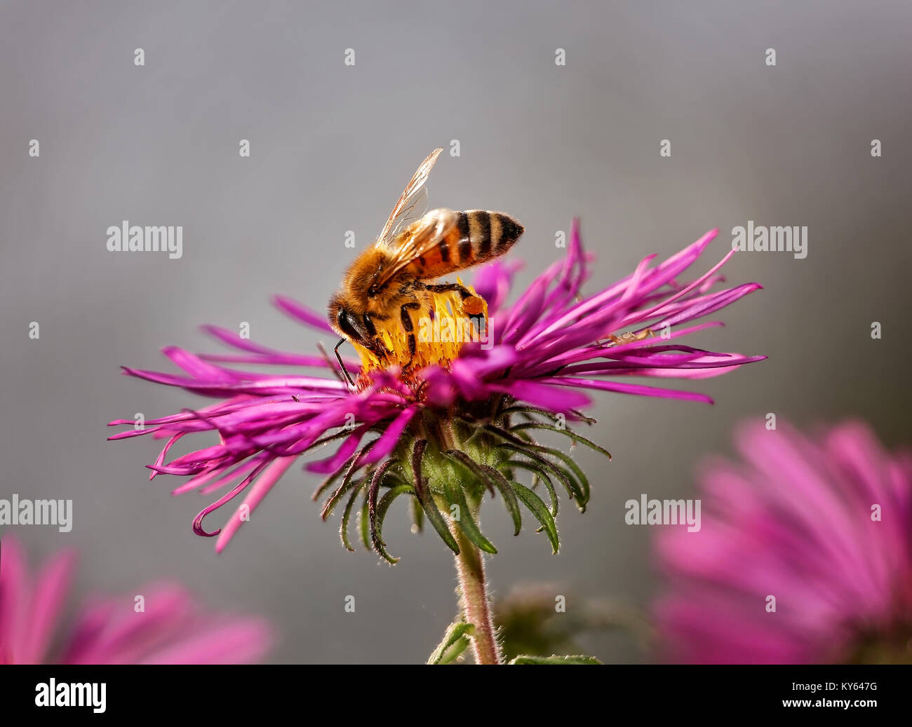 beautiful and colorful bee in a natural setting environment looking for ...