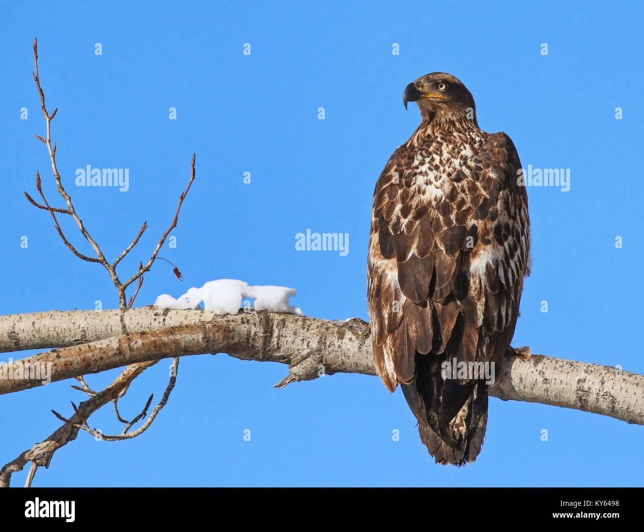 beautiful bald eagle in a natural setting environment Stock Photo - Alamy
