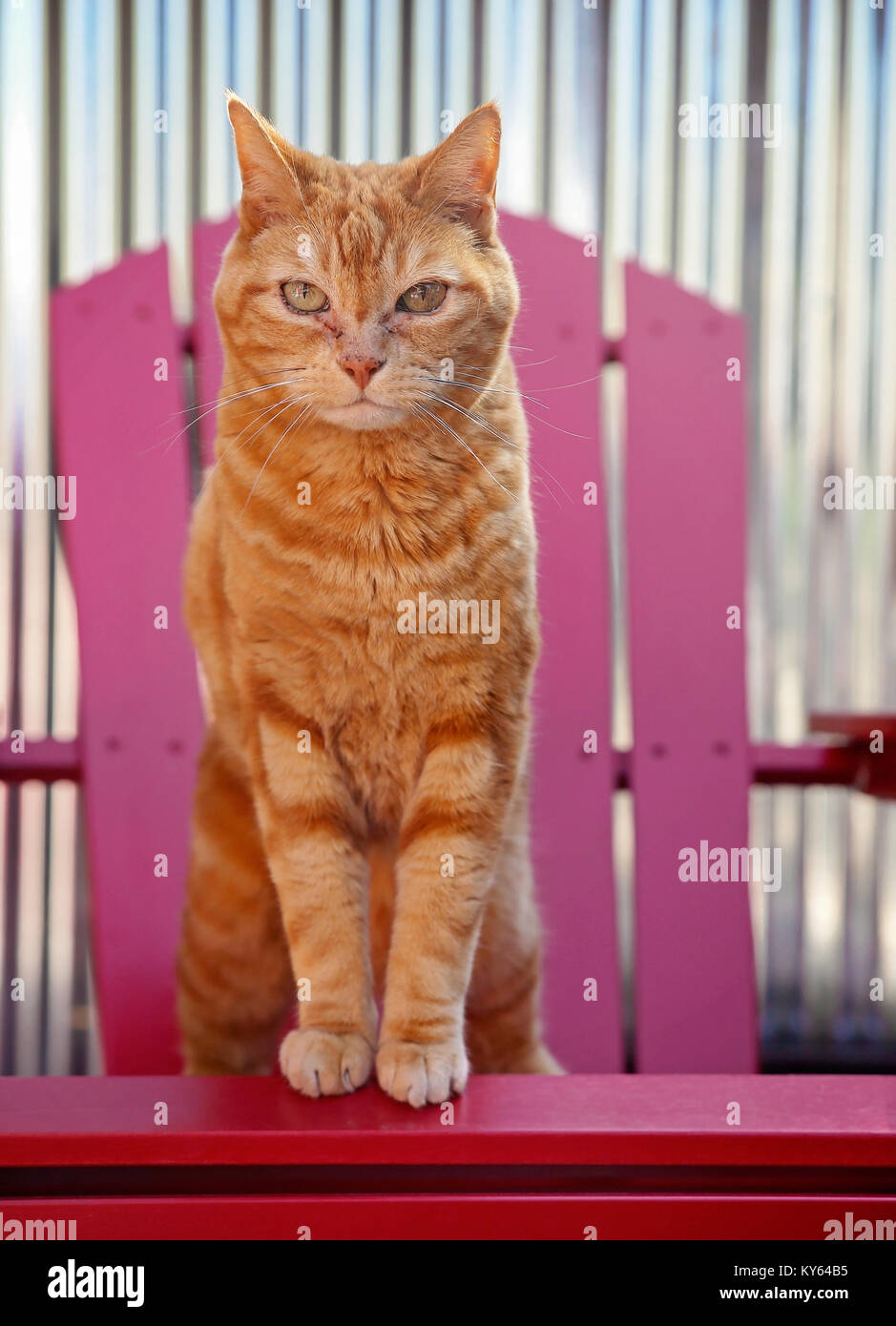 an orange tabby sitting on a chair outside on a patio during a warm ...
