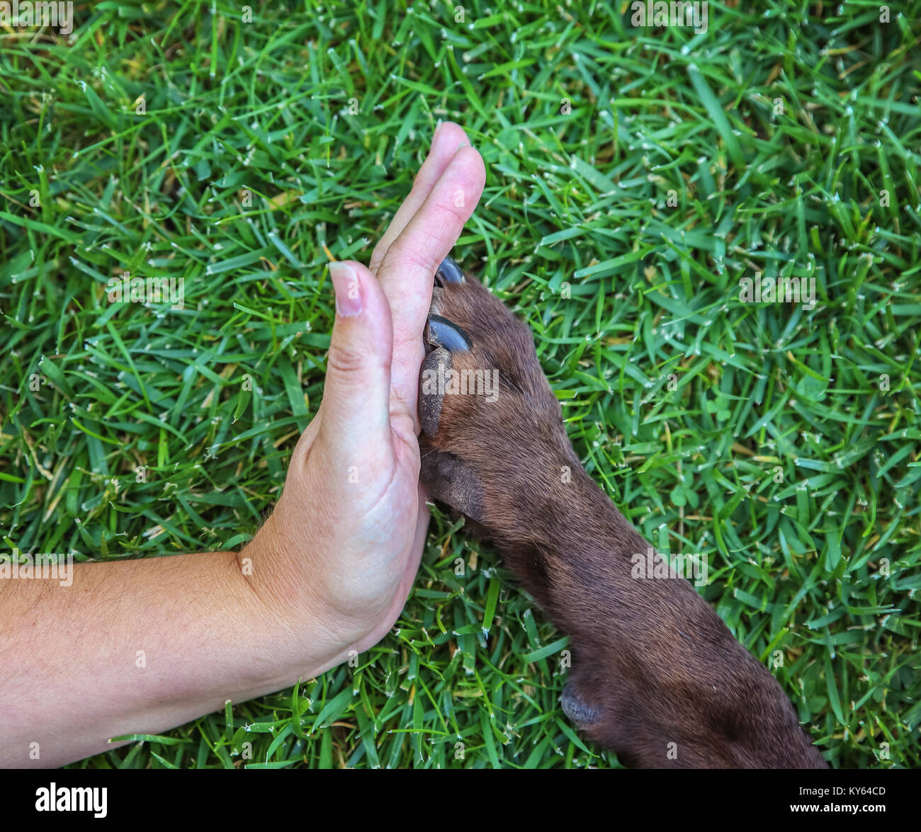 a woman giving a high give to the paw of a chocolate labrador retriever ...