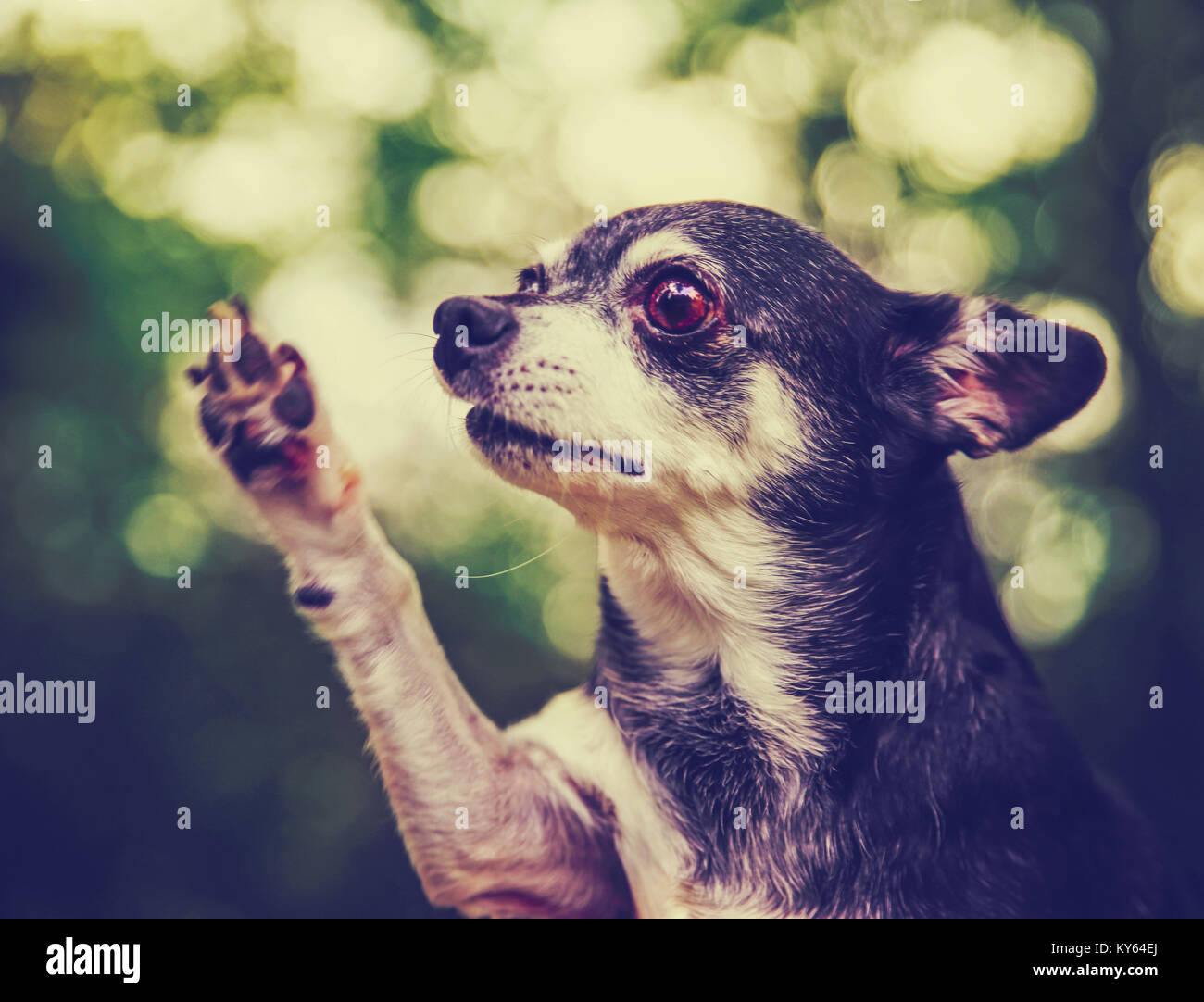 Cute Animal High Five