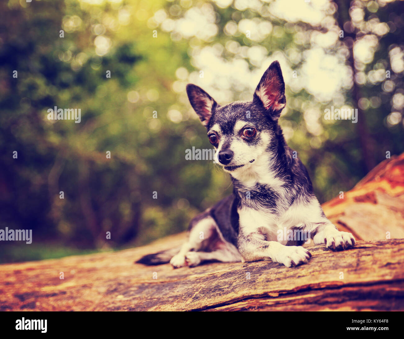 a cute chihuahua outside during summer time Stock Photo - Alamy