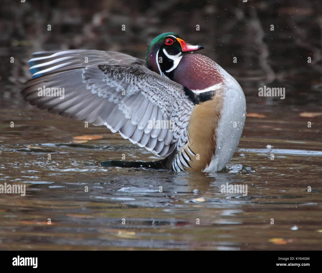 beautiful and colorful wood duck in a natural setting environment Stock ...