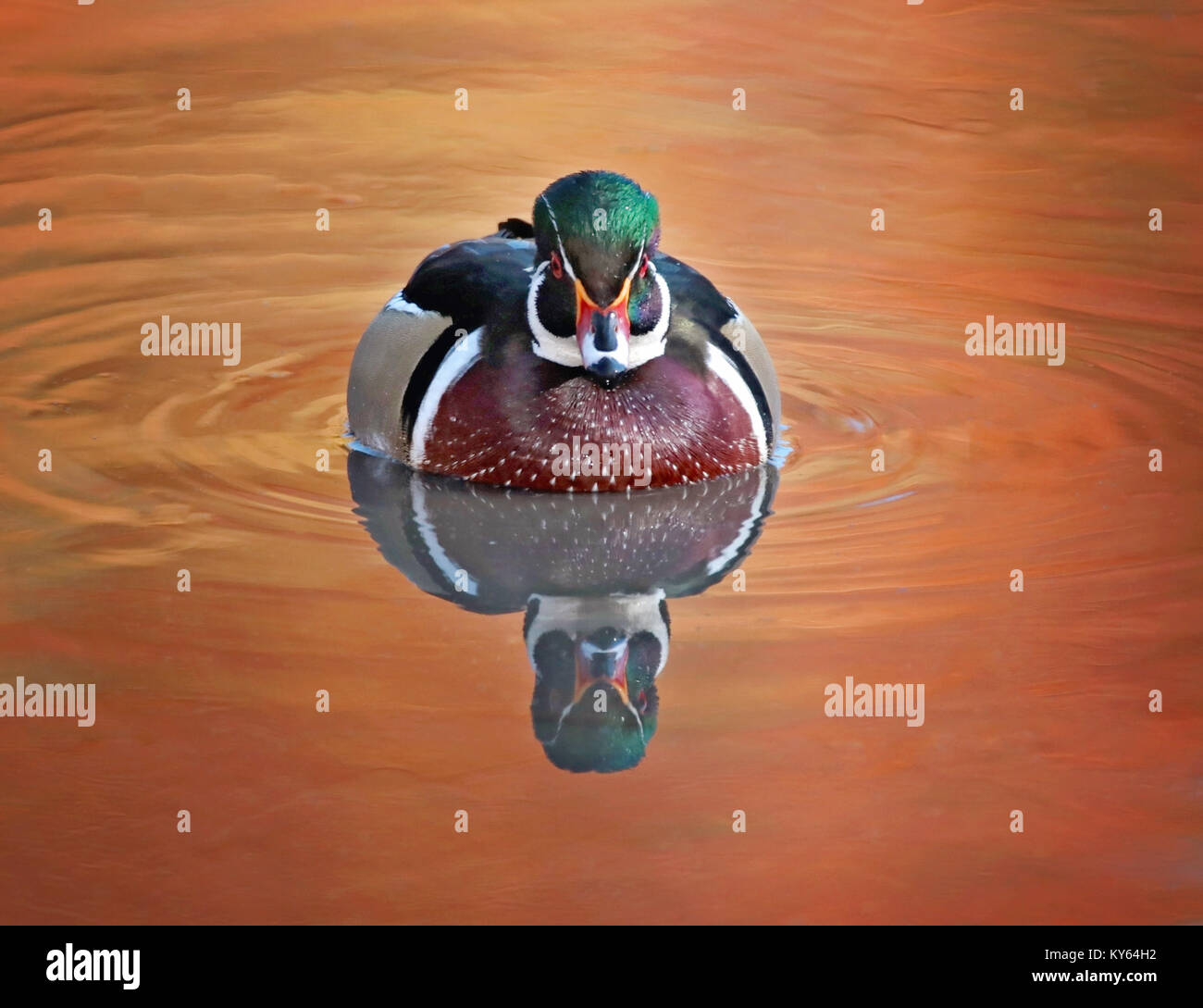 Wood duck chick hi-res stock photography and images - Alamy