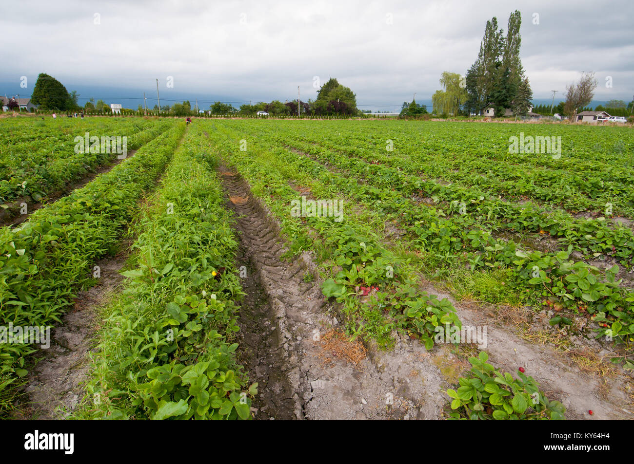 Strawberry fruit crops growing and starting to ripe Stock Photo - Alamy