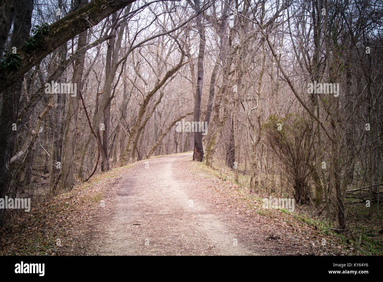 A walking and bike path through the forest Stock Photo - Alamy
