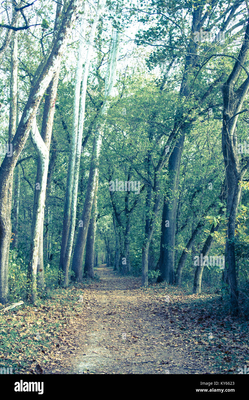 A walking and bike path through the forest Stock Photo - Alamy