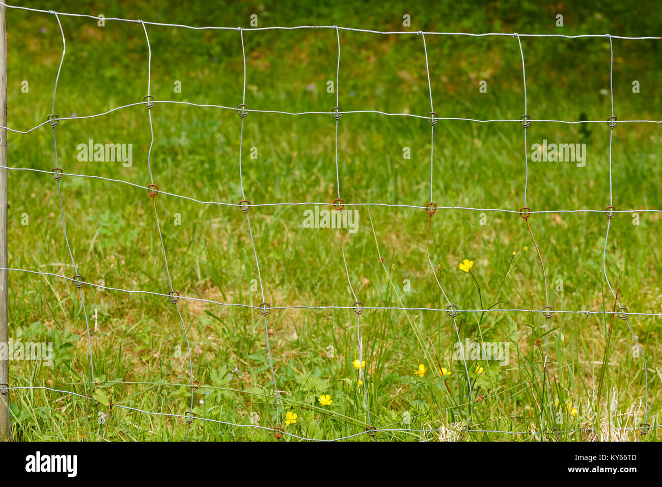 Property security concept. Closeup of metal fence made of thread, green ...