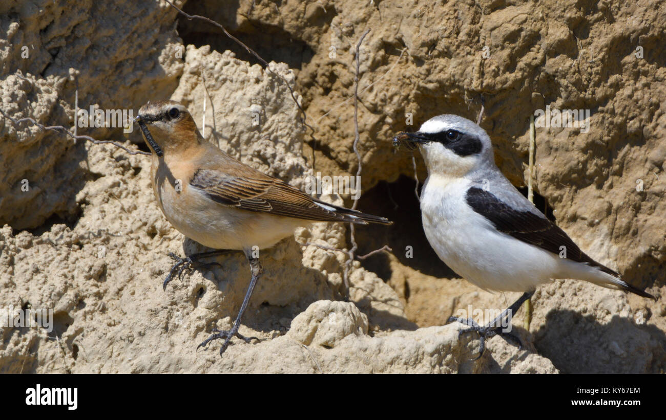 Northern wheatear pair hi-res stock photography and images - Alamy