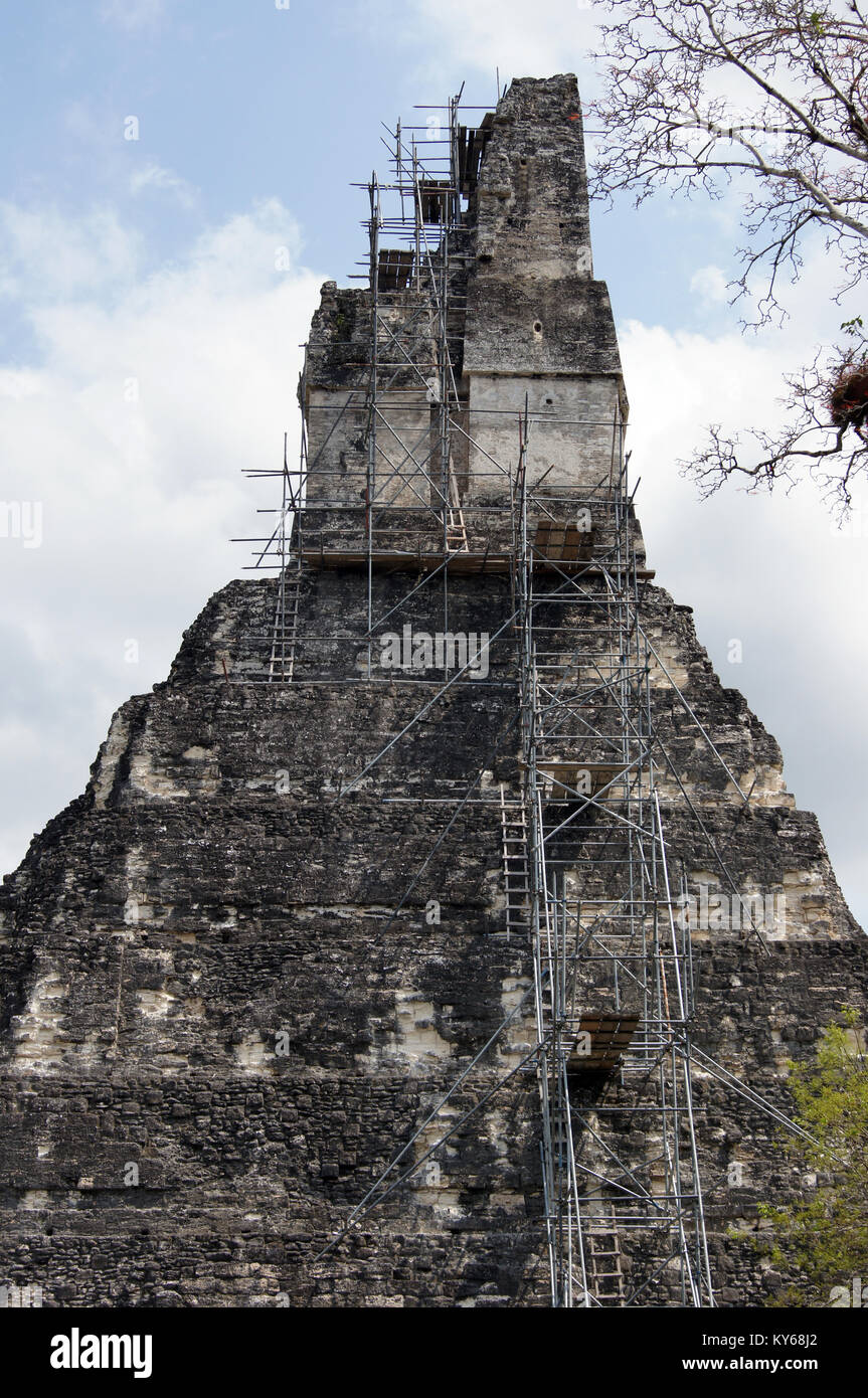 Big trees guatemala hi-res stock photography and images - Alamy