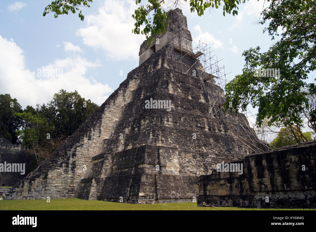 Big trees guatemala hi-res stock photography and images - Alamy