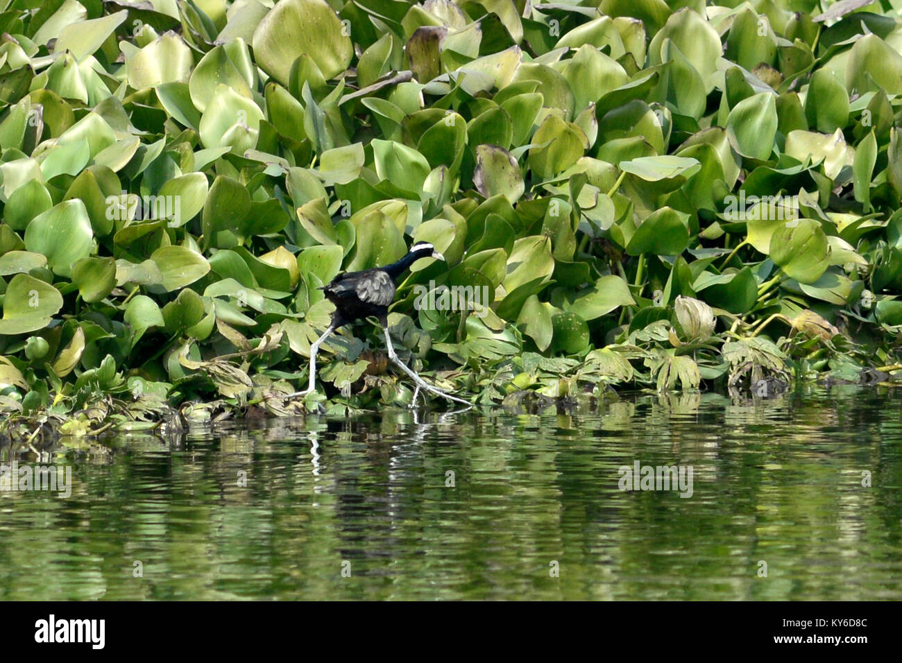 Dahuk hi-res stock photography and images - Alamy