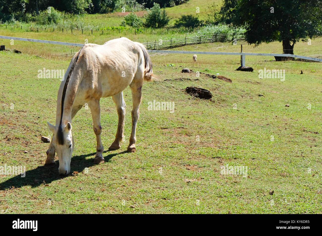 Horses on the Farm, Grazing horses Stock Photo - Alamy