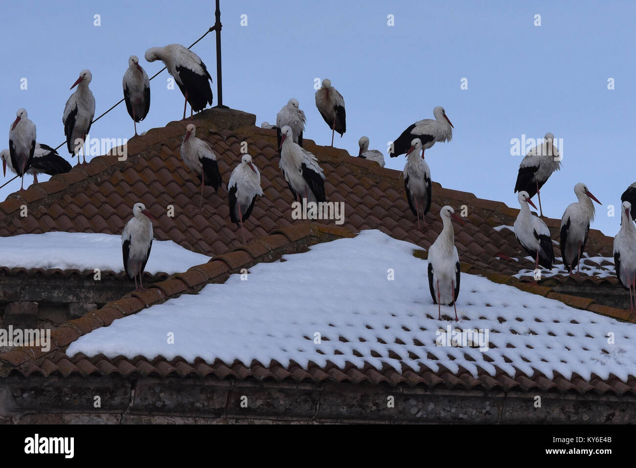 Barahona, Spain. 12th Jan, 2018. Several White storks pictured resting ...