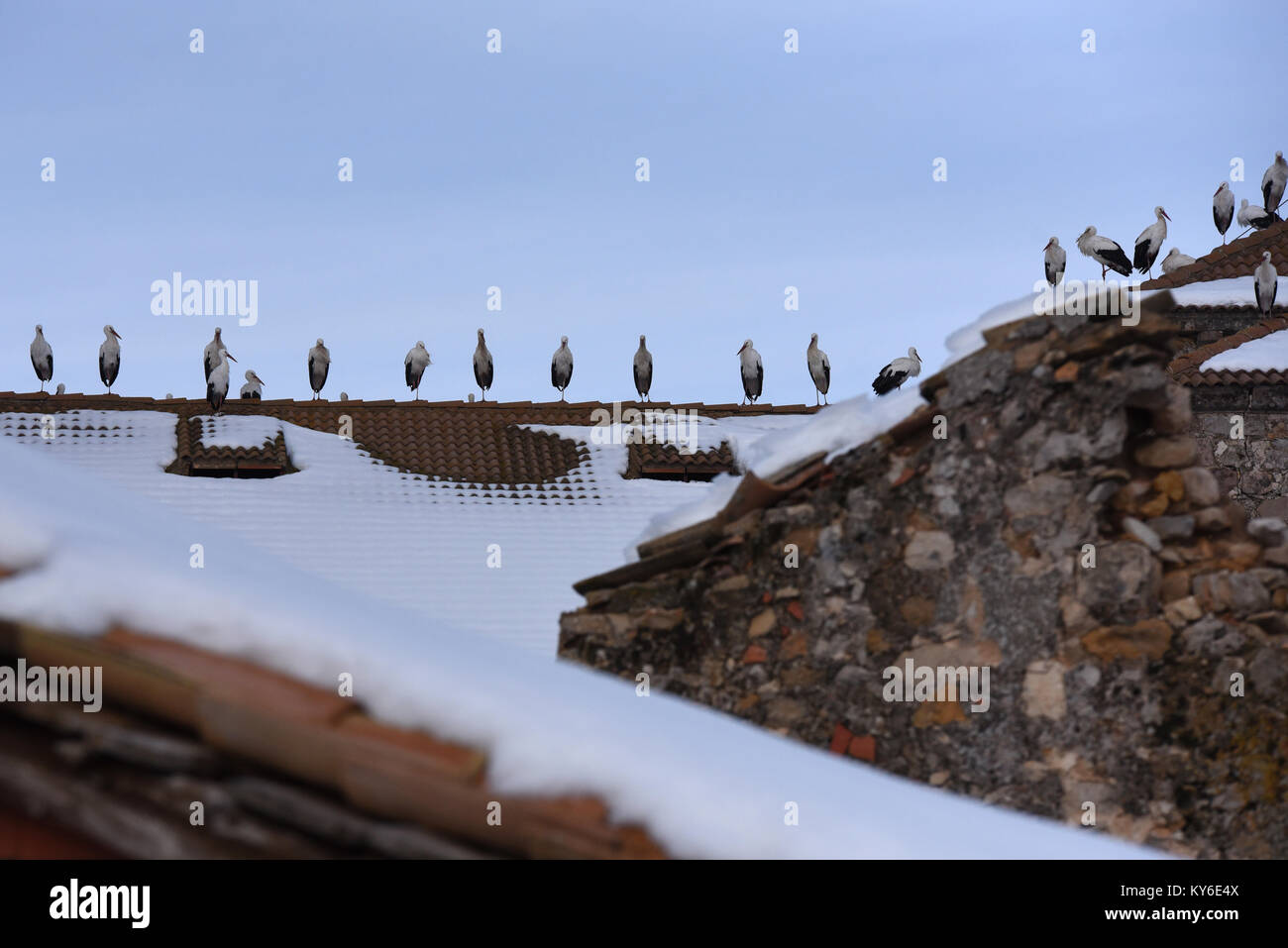 Barahona, Spain. 12th Jan, 2018. Several White storks pictured resting ...